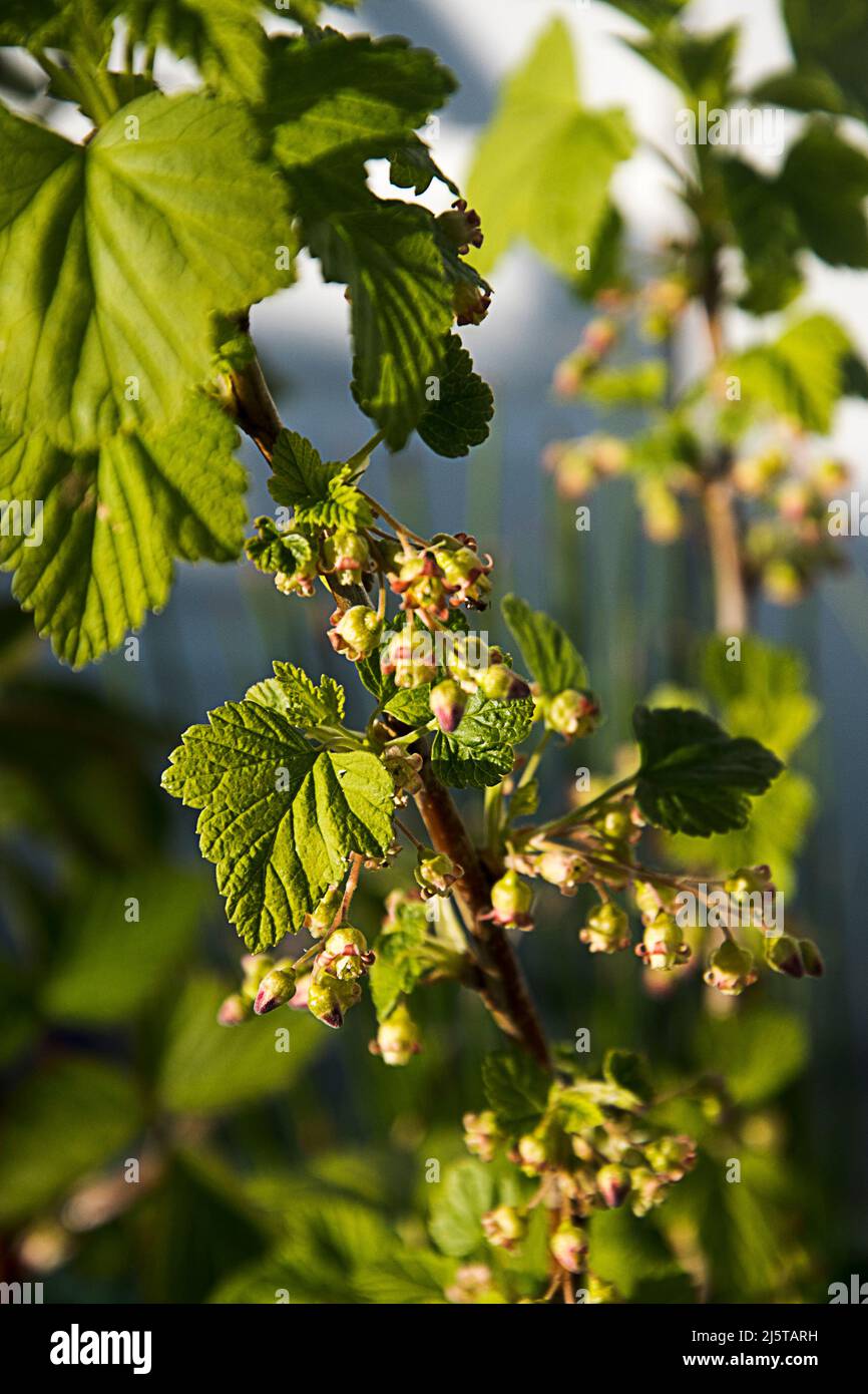 Blackcurrant bush big bud hi-res stock photography and images - Alamy