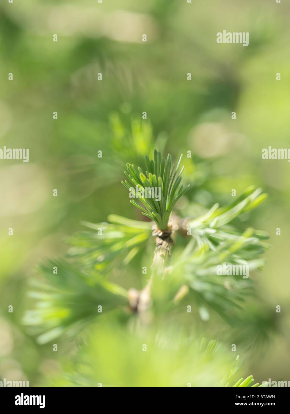 Larch in spring hi-res stock photography and images - Alamy