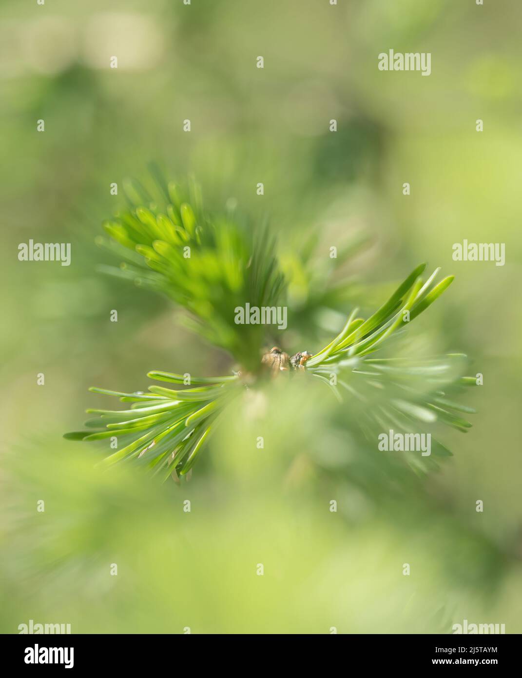 Larch in spring hi-res stock photography and images - Alamy