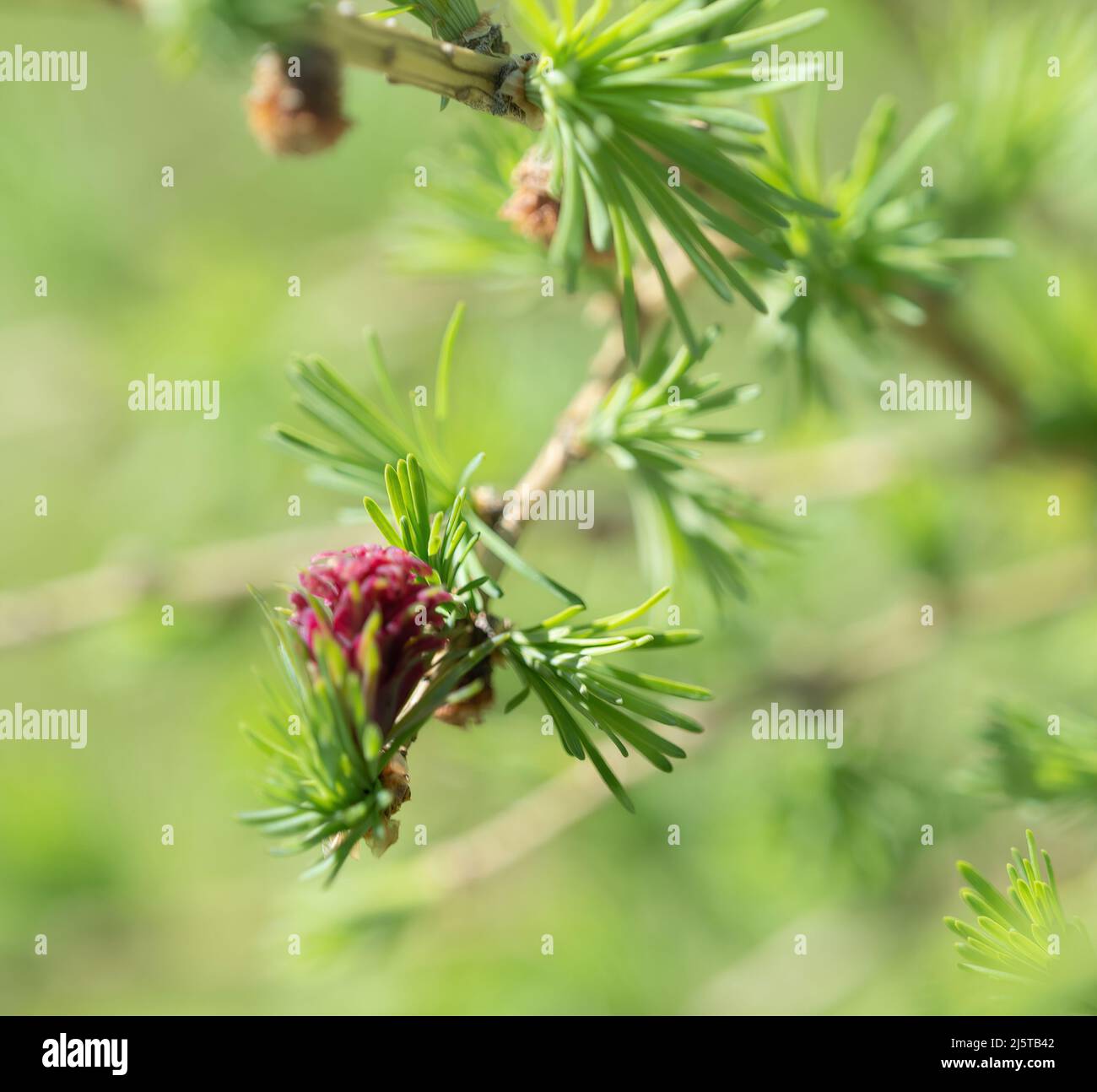 Larch in spring hi-res stock photography and images - Alamy
