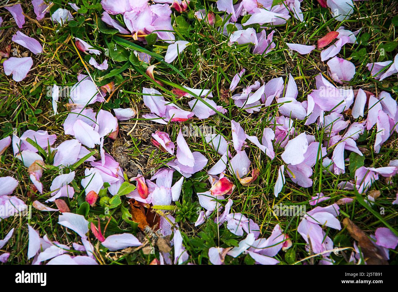 Background image in soft natural colors ,which could be used for ...