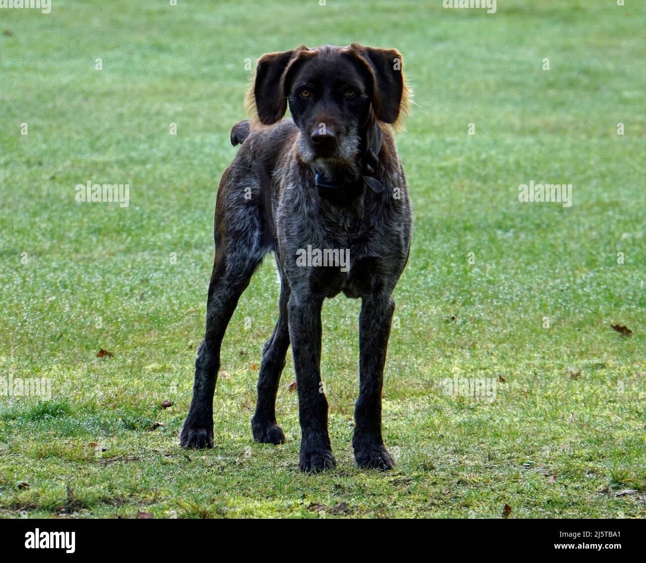 German Wirehaired Pointer. Dog looks watchful. Intruder alert Stock ...