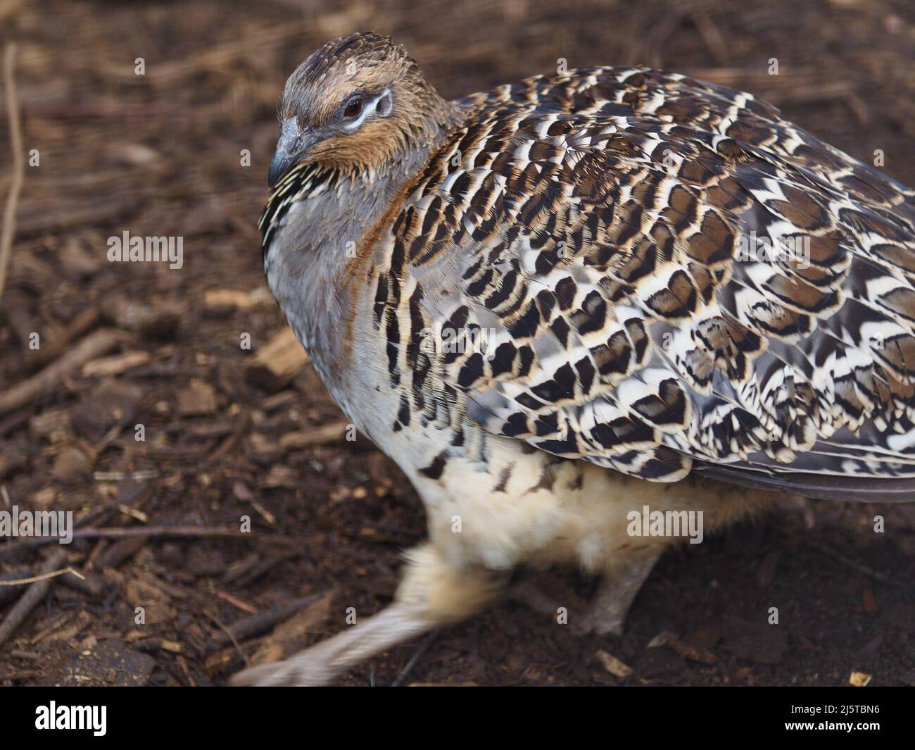 Active energetic male Malleefowl tirelessly building a nesting mound ...