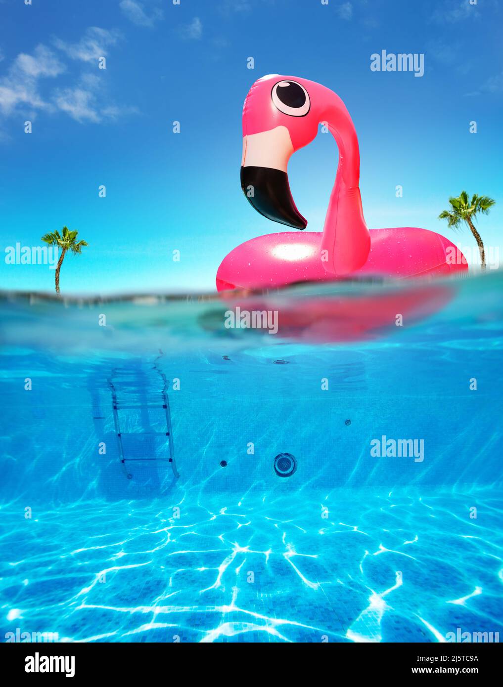 Inflatable flamingo buoy pool underwater split photo Stock Photo - Alamy