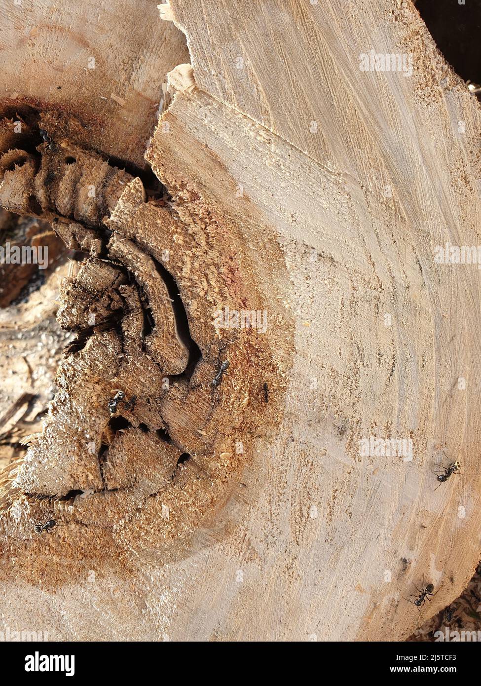 big black ant crawling on a tree, macroshoot insects Stock Photo - Alamy