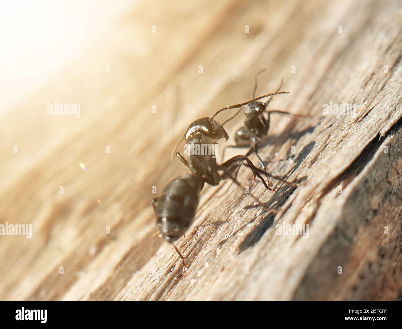 big black ant crawling on a tree, macroshoot insects Stock Photo - Alamy