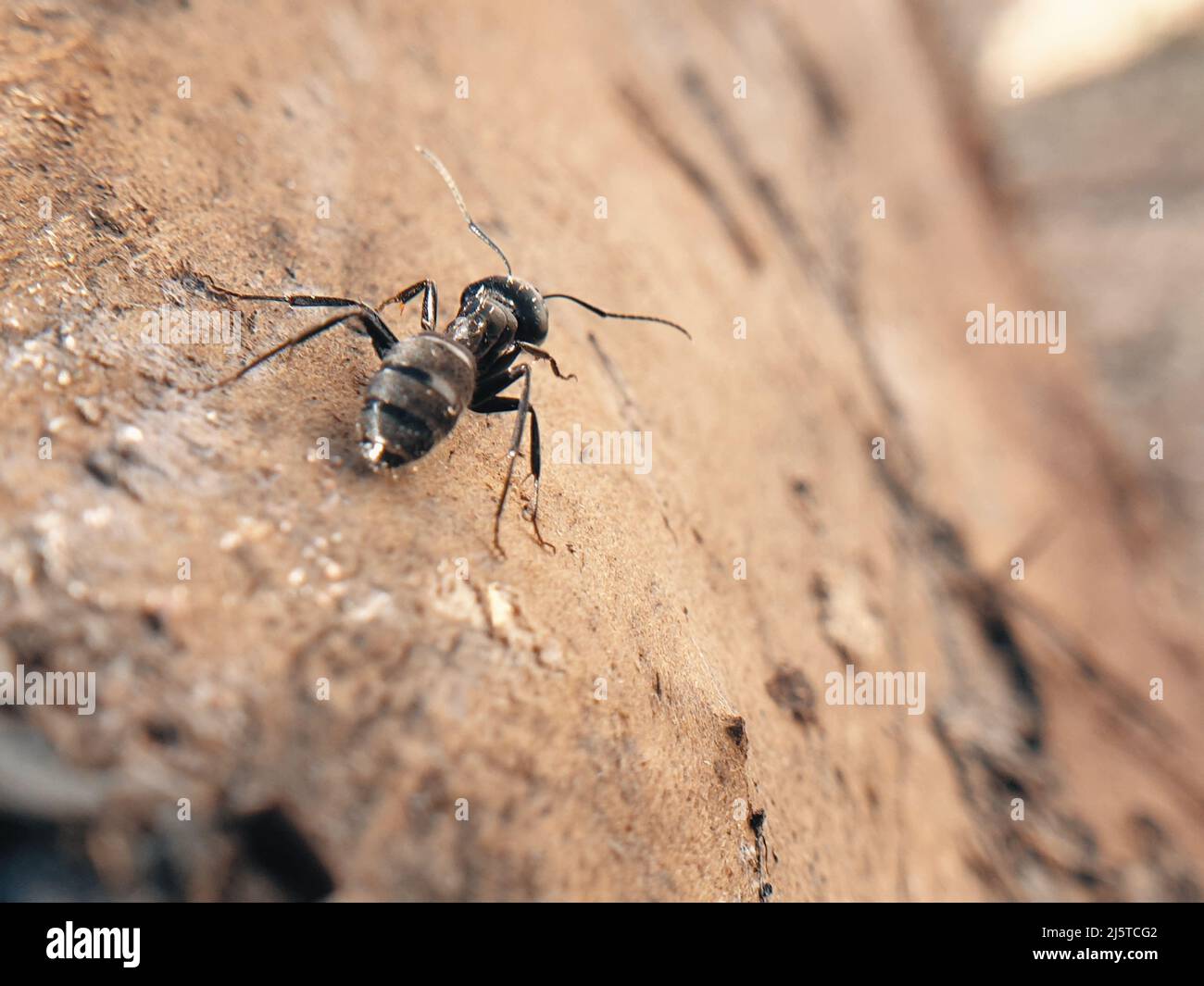 big black ant crawling on a tree, macroshoot insects Stock Photo - Alamy