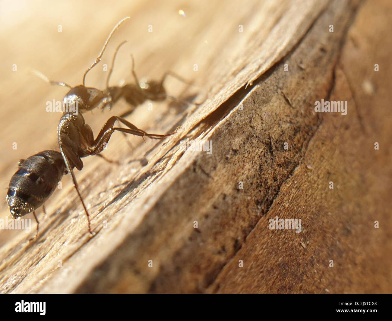 big black ant crawling on a tree, macroshoot insects Stock Photo - Alamy