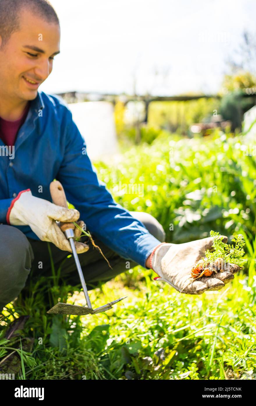 man picks up a small vegetable from his urban vegetable garden Stock ...