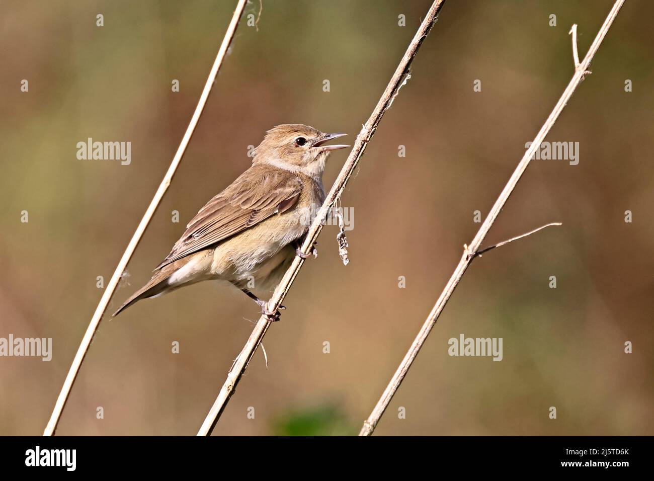 Garden Warbler singing at Nags Head RSPB Reserve Forest of Dean UK ...