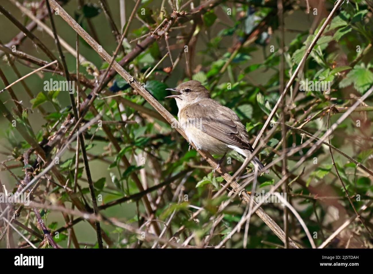 Garden Warbler singing at Nags Head RSPB Reserve Forest of Dean UK Stock Photo - Alamy
