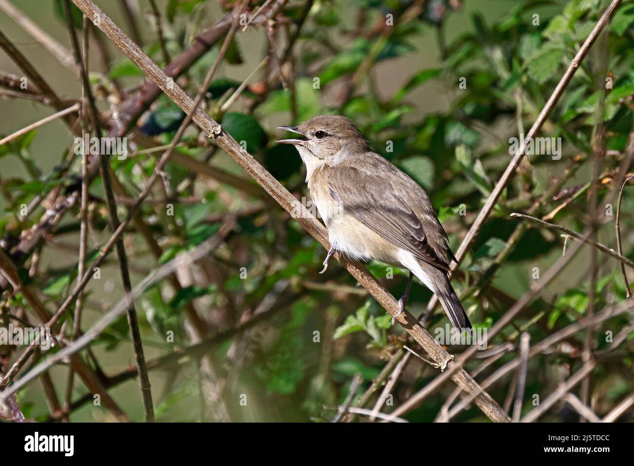 Singing forest hi-res stock photography and images - Alamy