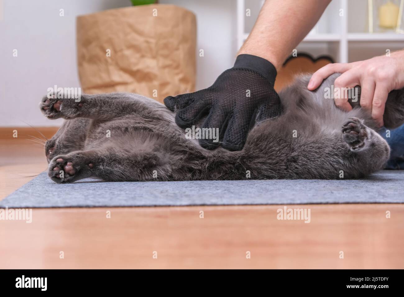 A man combs the cat's fur with a special glove and comb Stock Photo - Alamy