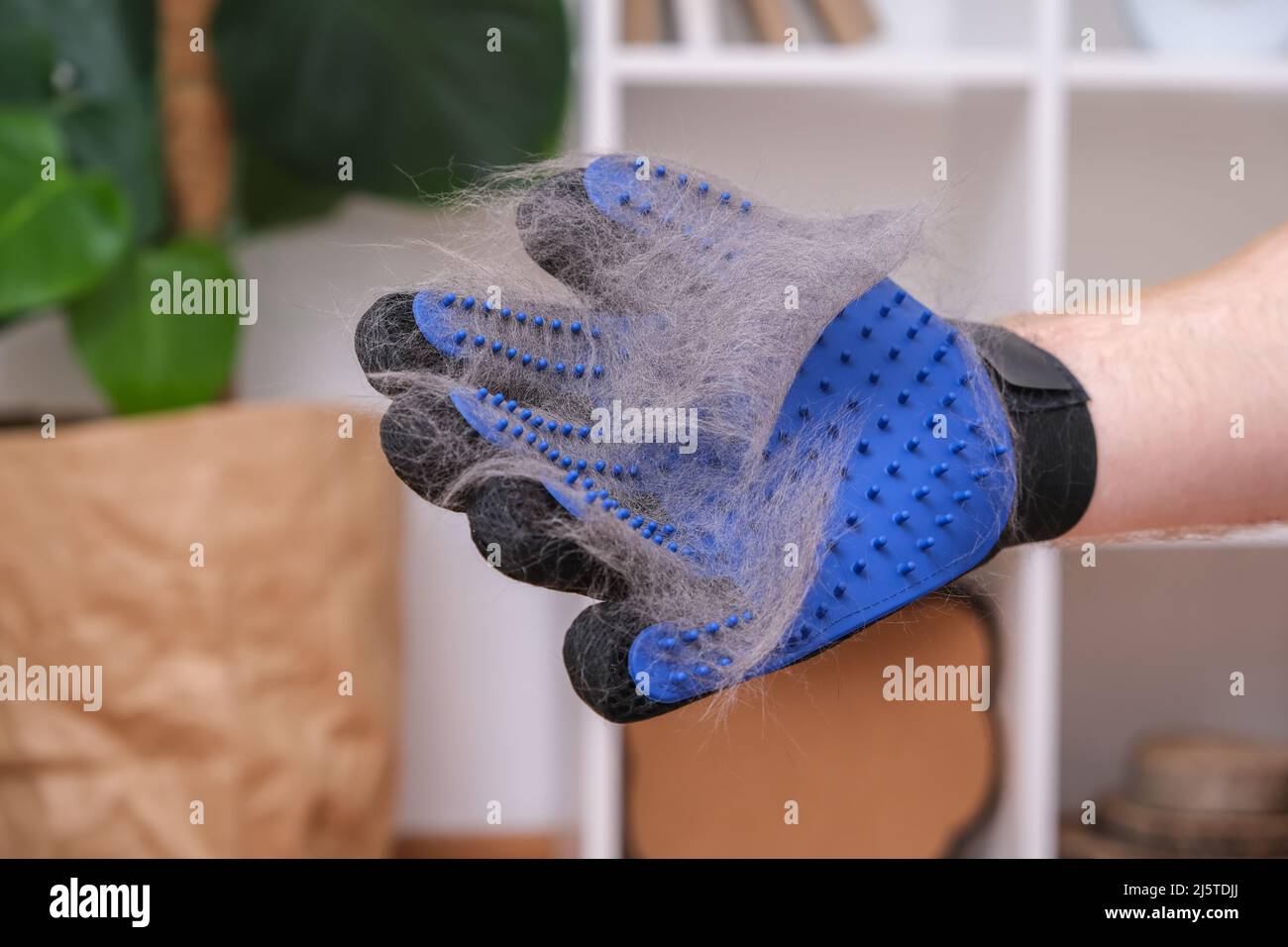 A man combs the cat's fur with a special glove and comb Stock Photo - Alamy