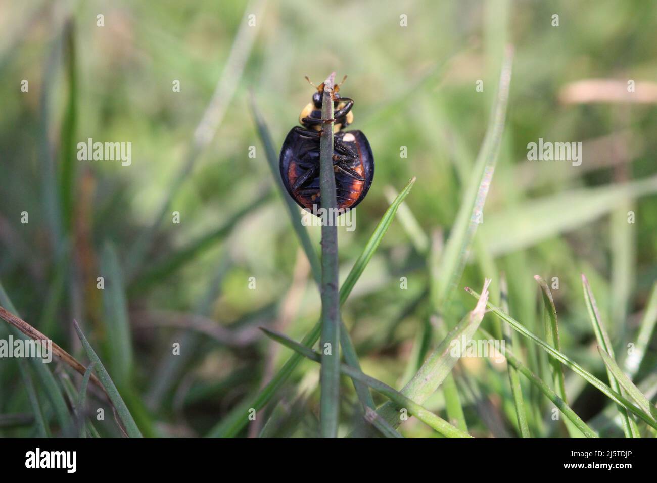 Non native wildlife hi-res stock photography and images - Alamy