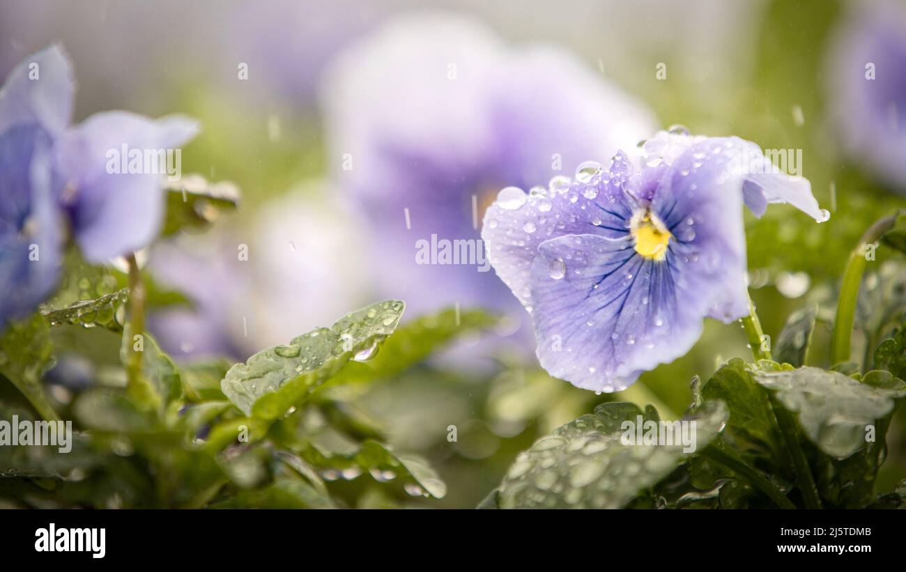 Purple flowers in the rain Stock Photo - Alamy
