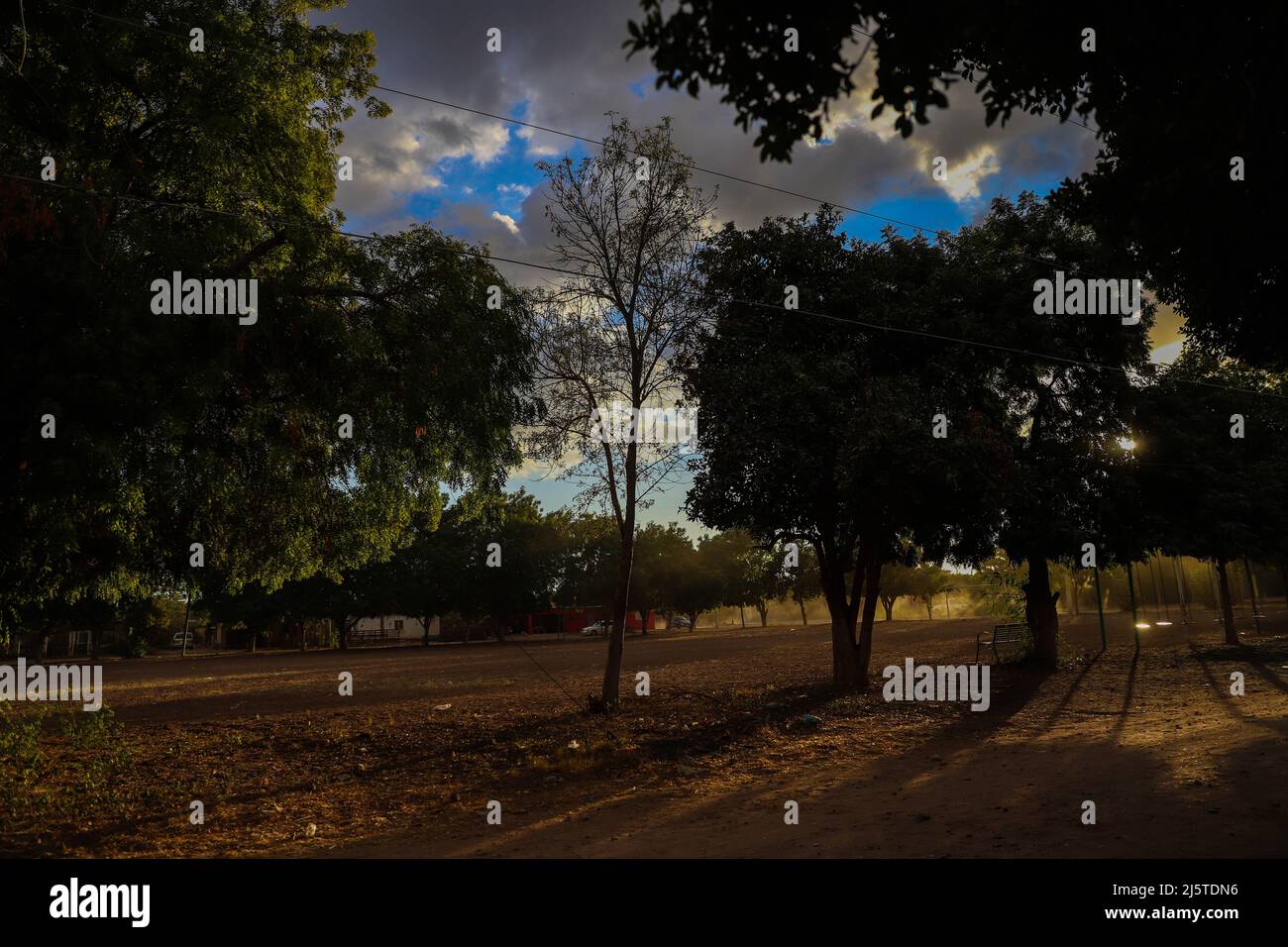 Sun rays at sunset in the field through the branches of the trees ...
