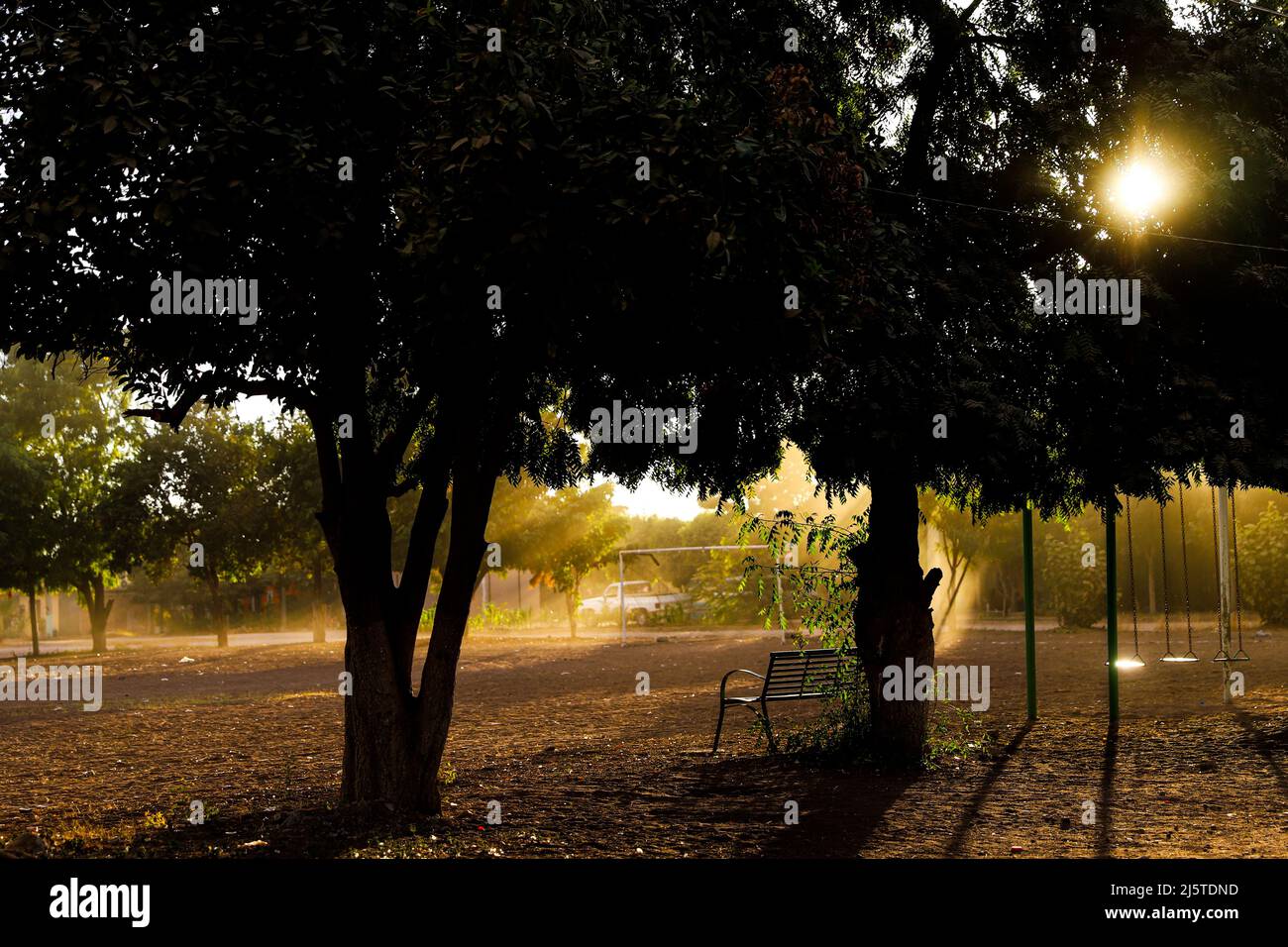 Sun rays at sunset in the field through the branches of the trees ...