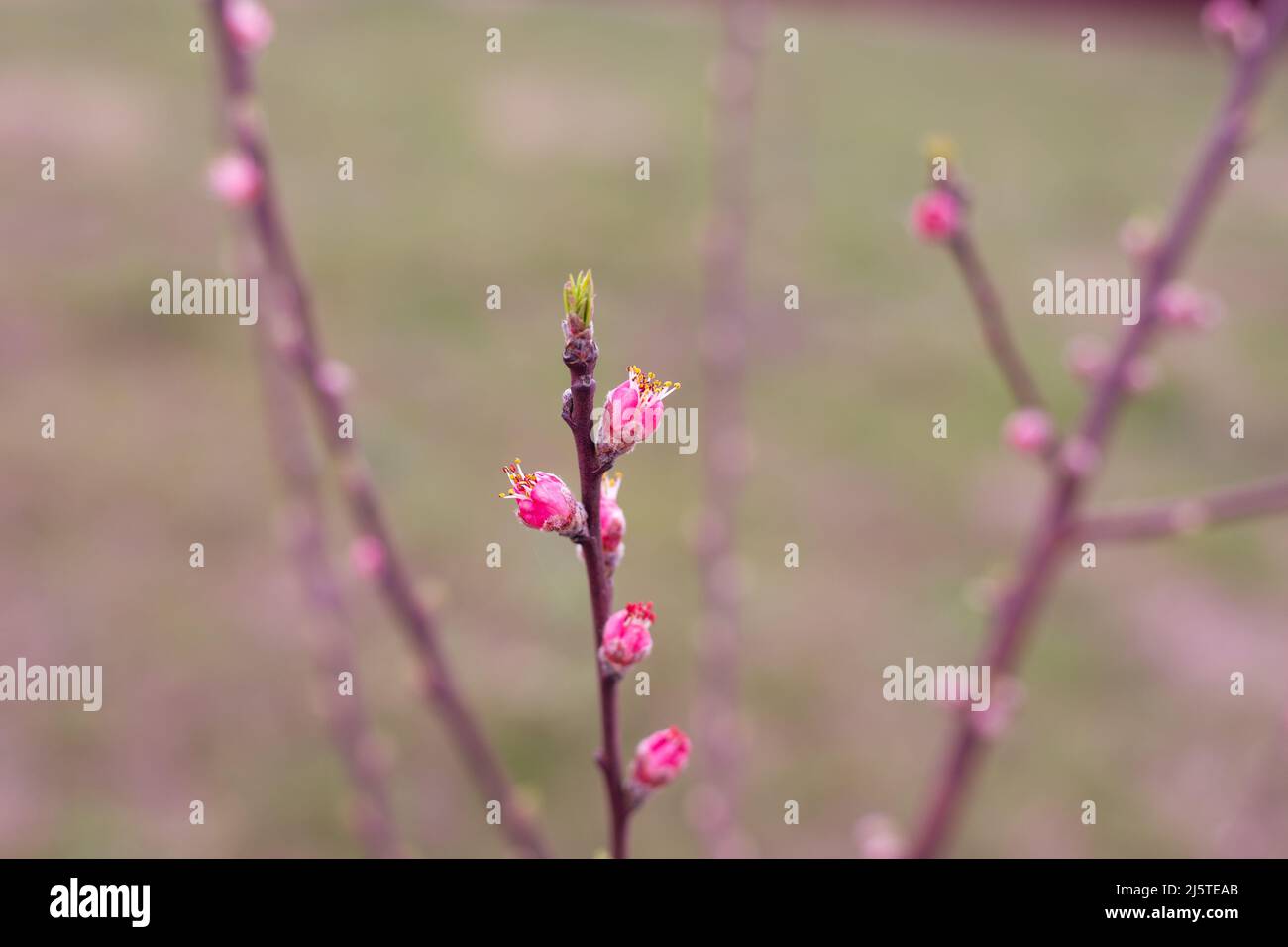 Pink buds of peach flowers on a young seedling. Blooming gardens in ...