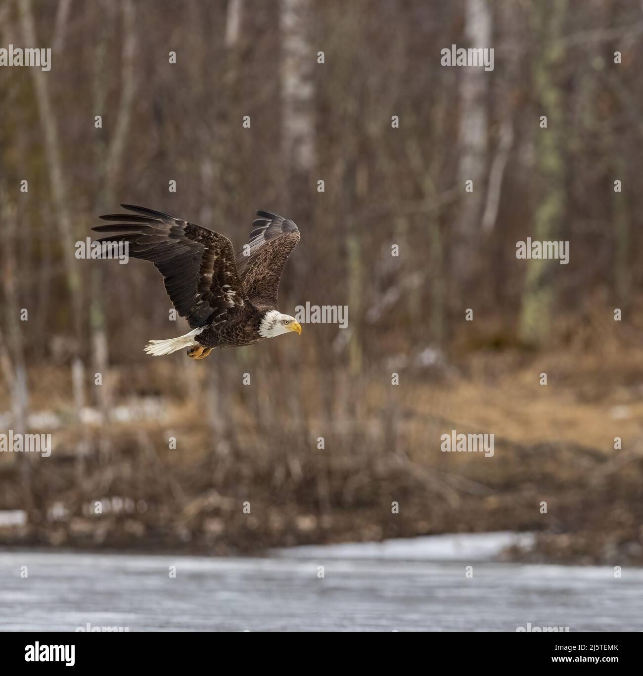 Bald eagle flying over a lake in northern Wisconsin Stock Photo - Alamy
