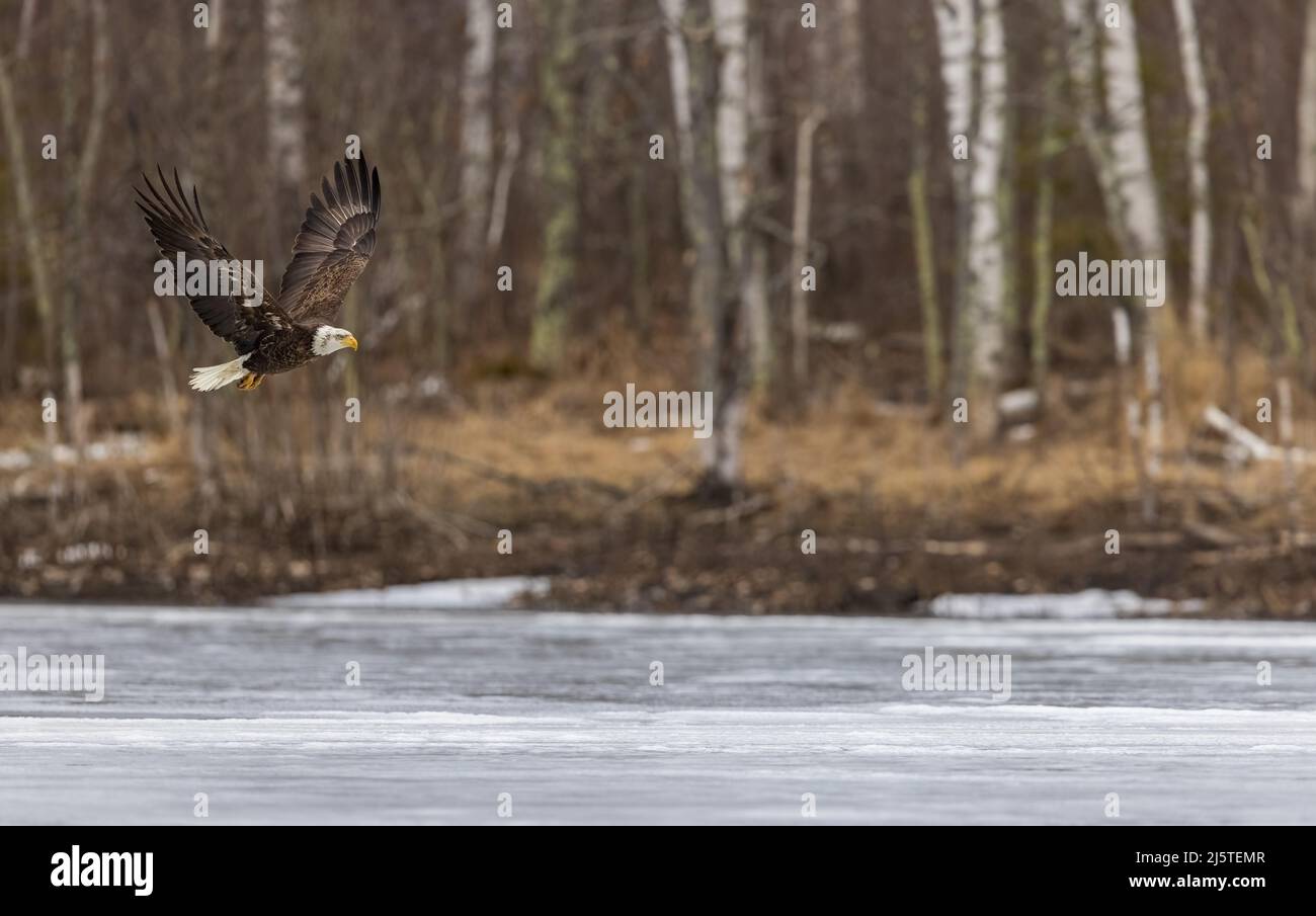 Bald eagle flying over a lake in northern Wisconsin Stock Photo - Alamy