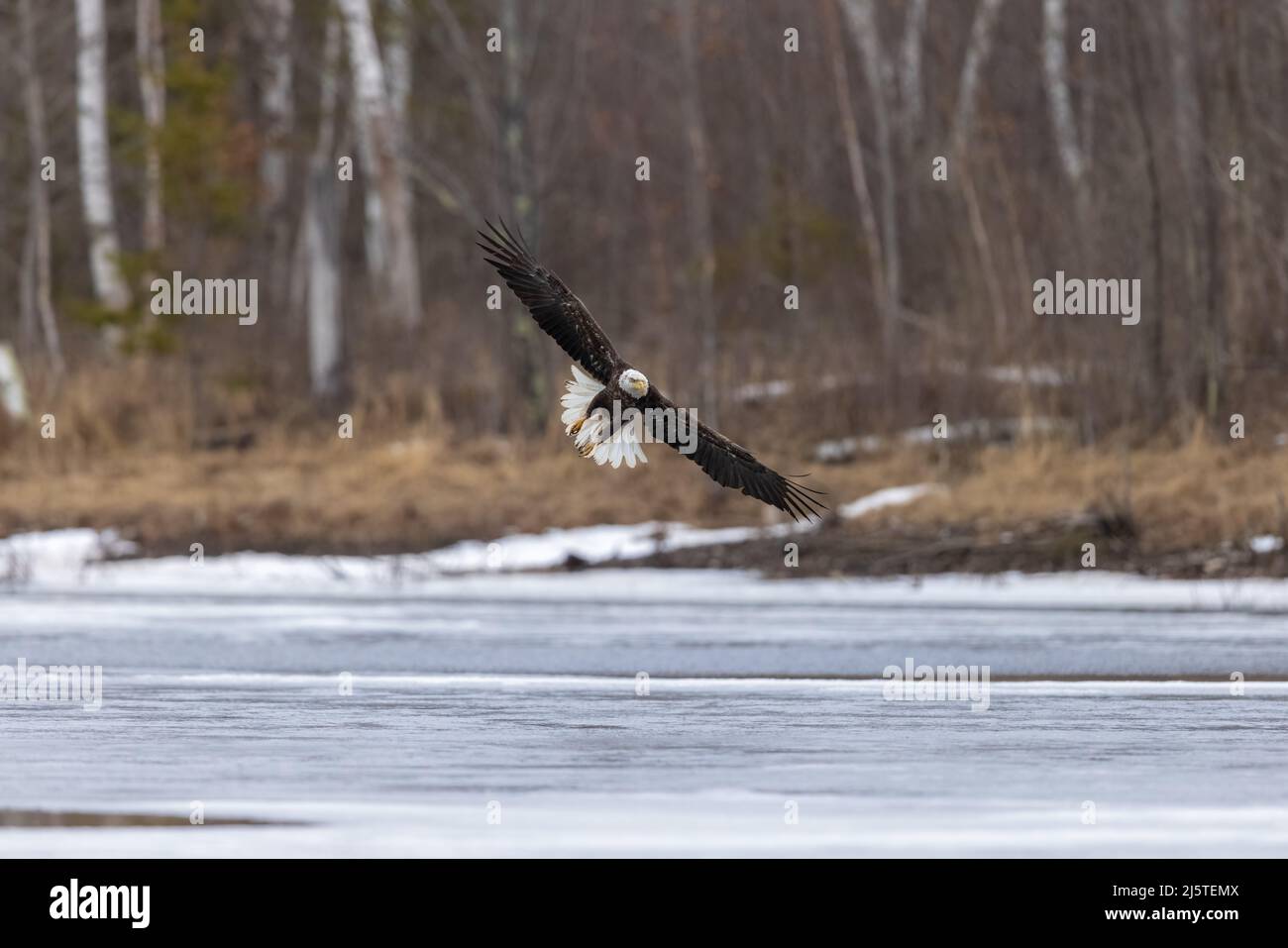 Bald eagle flying over a lake in northern Wisconsin Stock Photo - Alamy