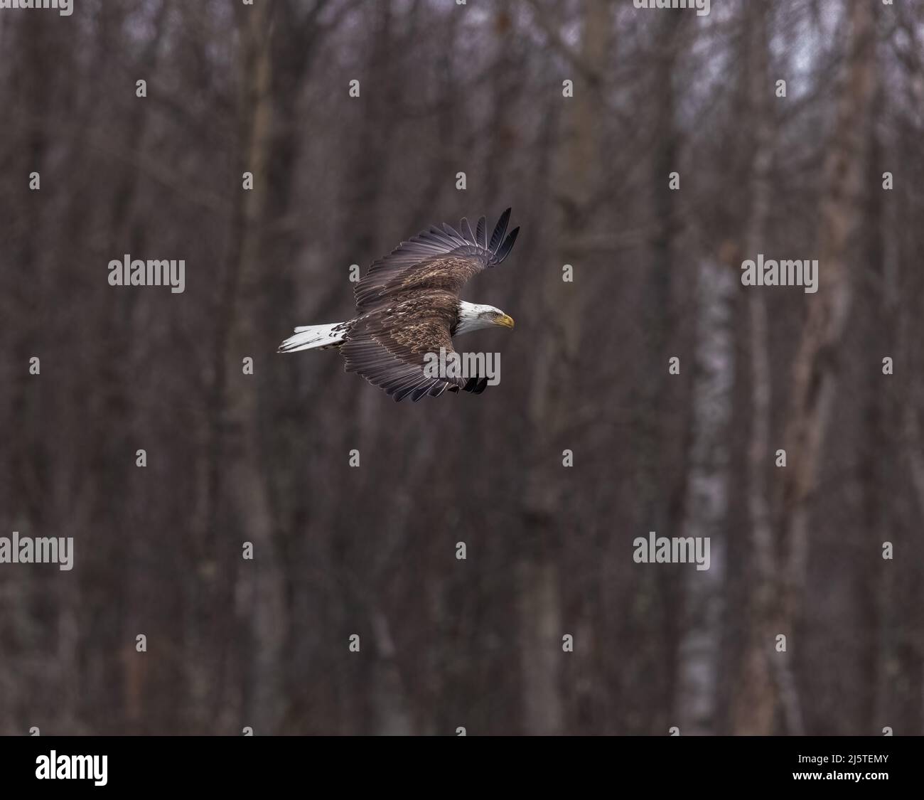 Bald eagle flying over a lake in northern Wisconsin Stock Photo - Alamy