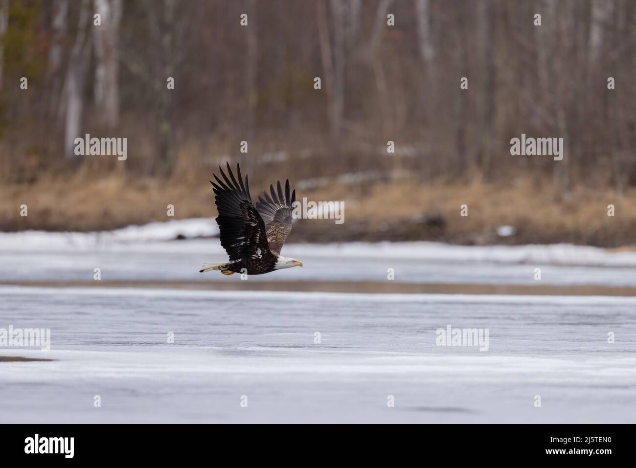 Bald eagle in flight over water hi-res stock photography and images - Alamy