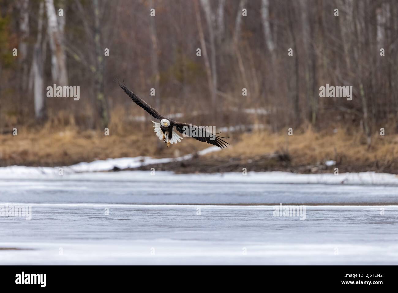 Bald eagle flying over a lake in northern Wisconsin Stock Photo - Alamy