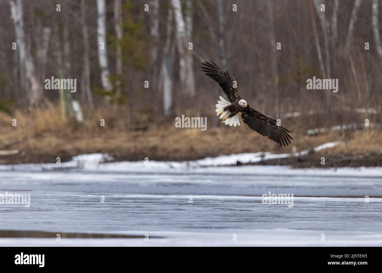 Bald eagle flying over a lake in northern Wisconsin Stock Photo - Alamy