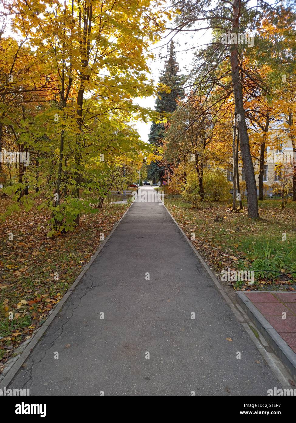 Pedestrian path forest hi-res stock photography and images - Alamy
