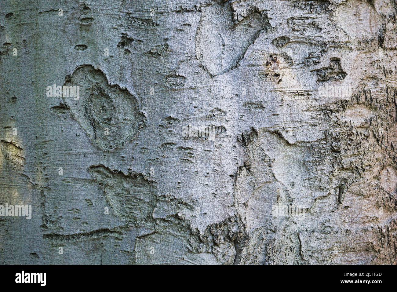 Tree bark - wooden texture Stock Photo - Alamy