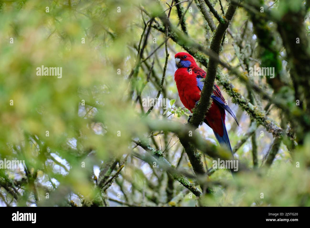 Rosella hi-res stock photography and images - Alamy