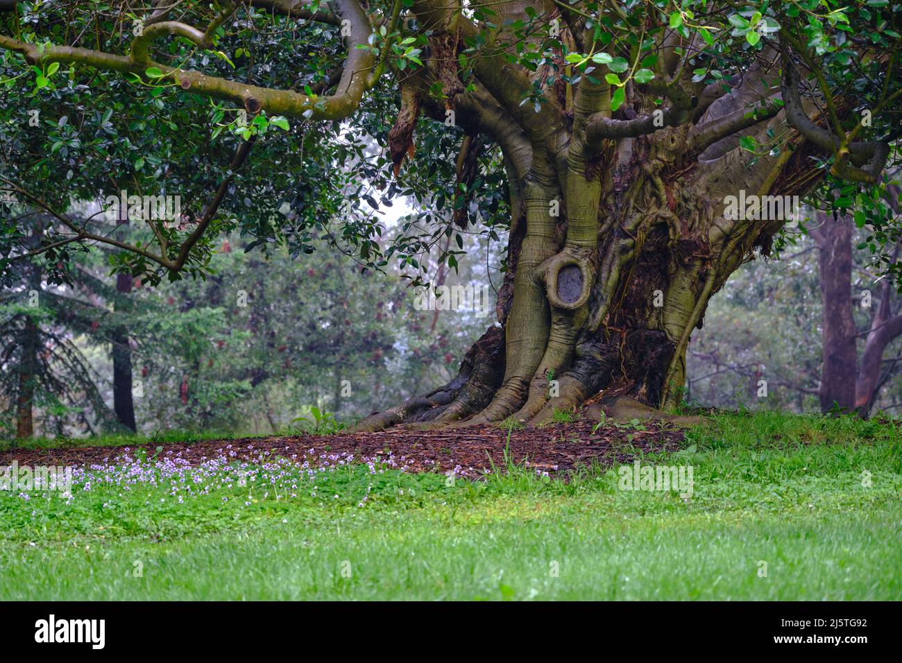 Australian fig ficus rubiginosa hi-res stock photography and images - Alamy