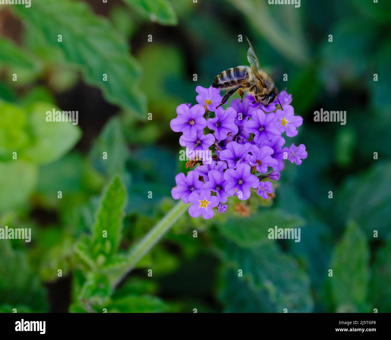 Blue Heliotrope and Bee Stock Photo - Alamy