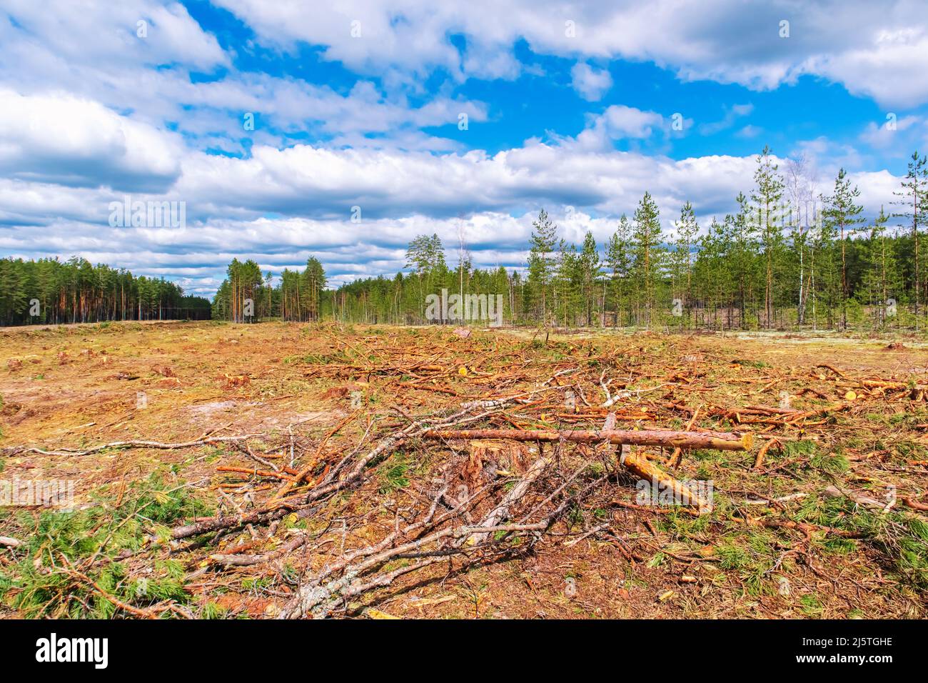 Deforestation, logging, view of cut down trees. Extraction of wood. The ...