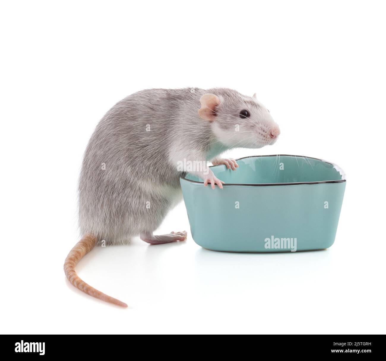 Cute bicolor rat with a blue bowl on white background Stock Photo - Alamy