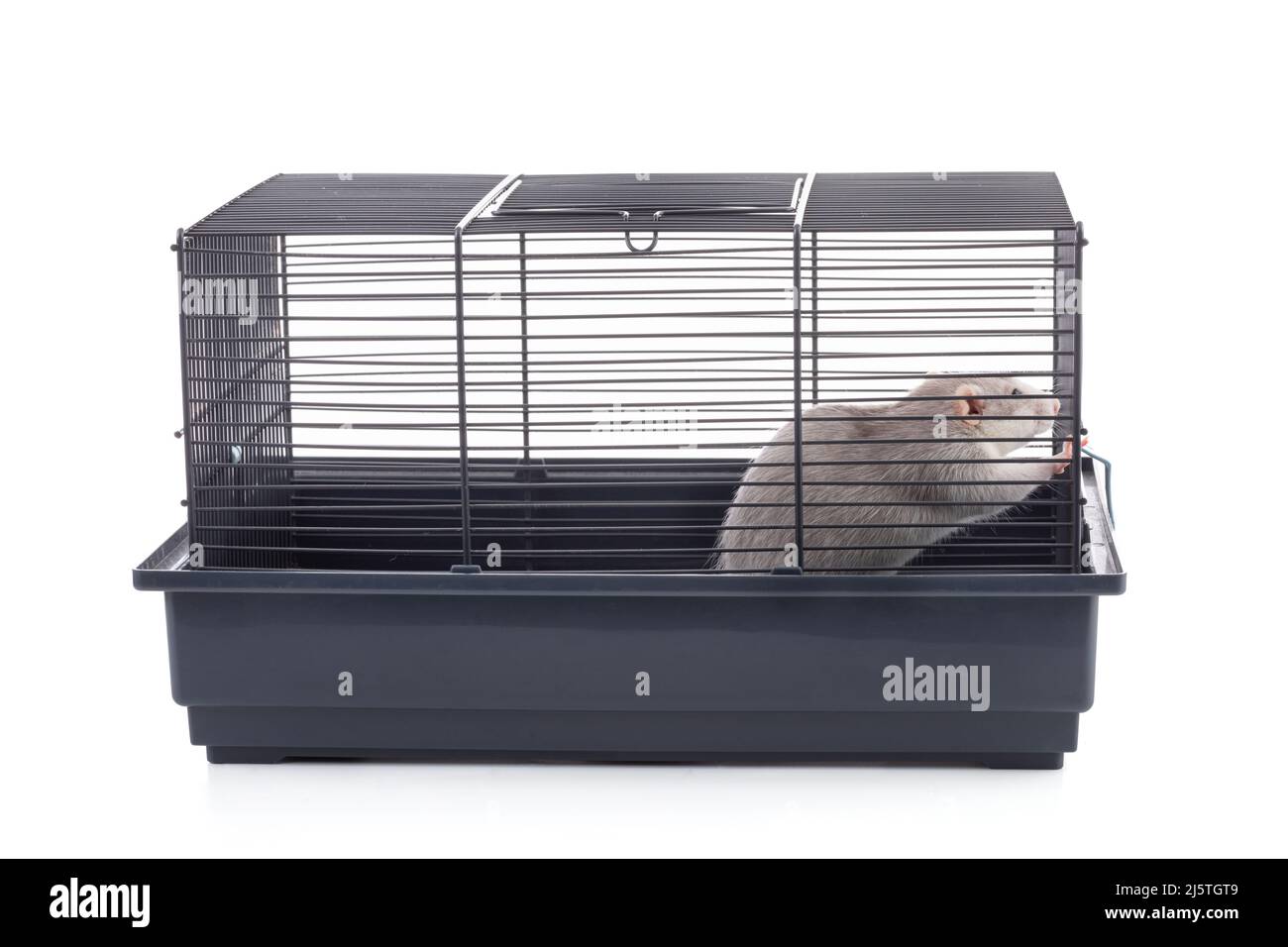 Cute bicolor rat in a cage on white background Stock Photo - Alamy