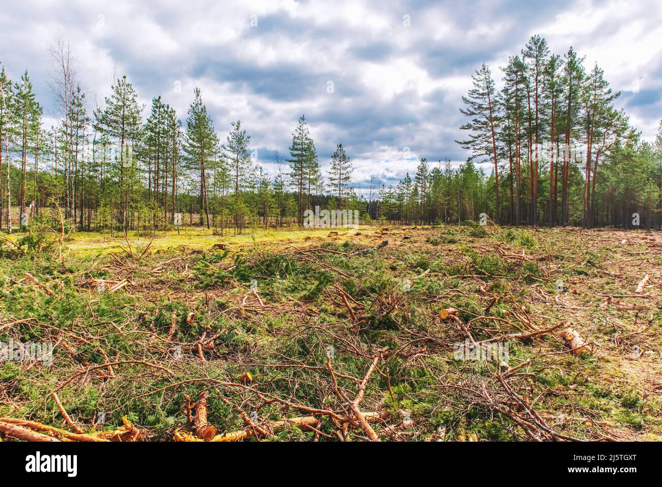 Deforestation, logging, view of cut down trees. Extraction of wood. The ...