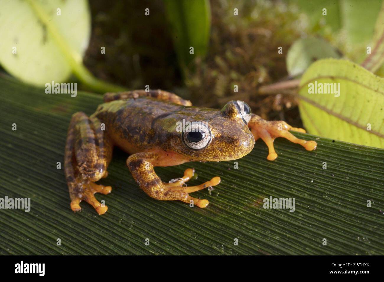 EXPLORER: THE LAST TEPUI, frog inhabiting the region of tepuis deep in ...