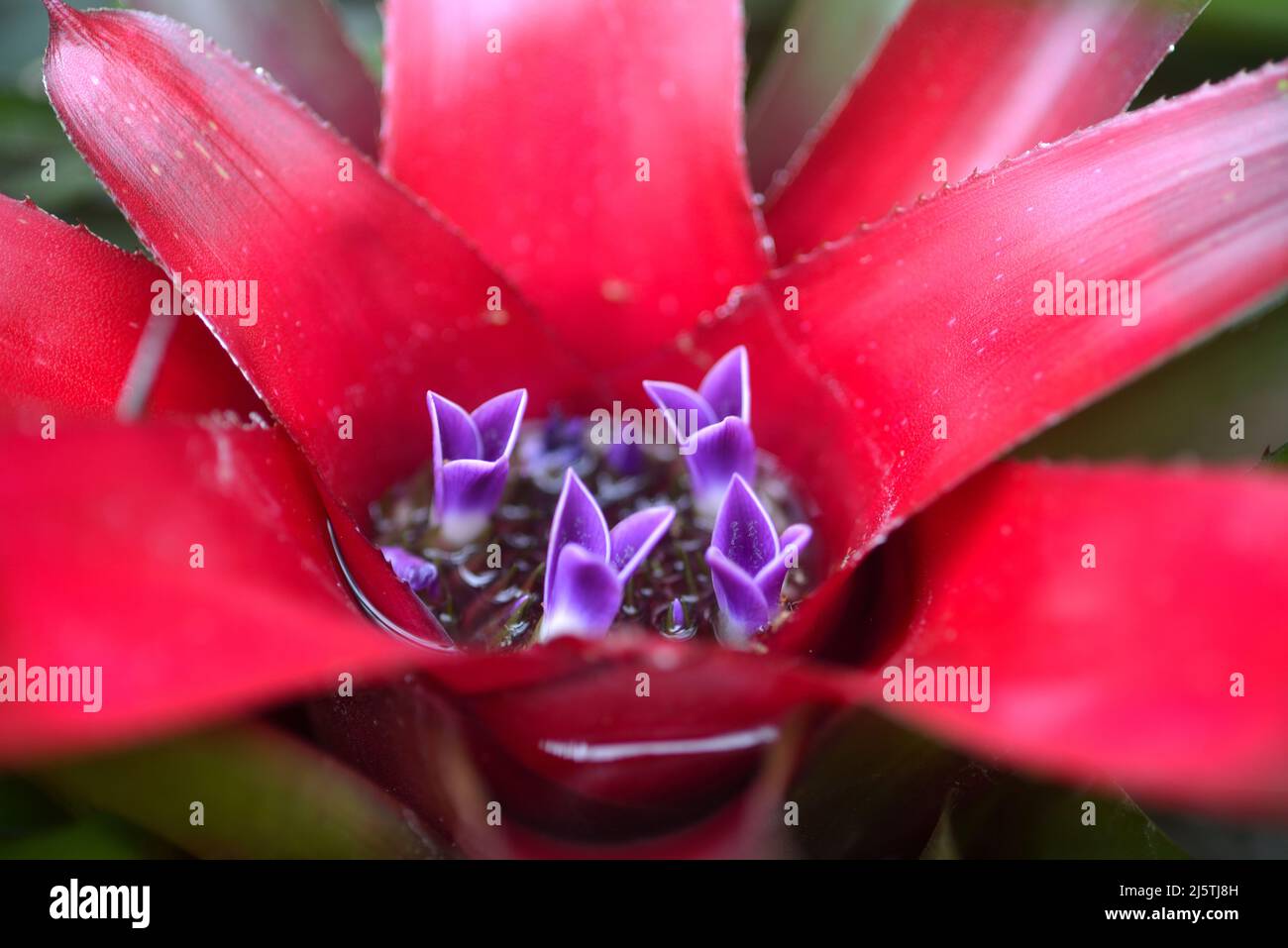 Macrophotograph of Red Leaved Bromeliad (Neoregelia) with Purple ...