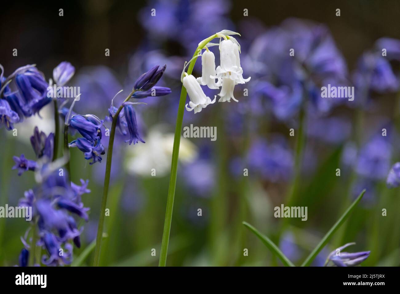 Bluebells and white bluebells hi-res stock photography and images - Alamy