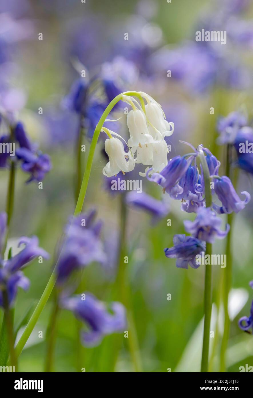 A splash of white in a sea of blue. A White Bluebell stands out in a ...