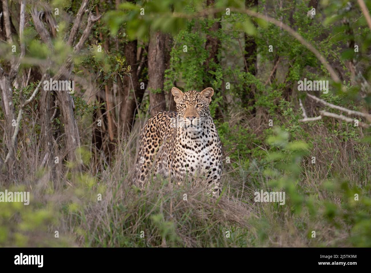 African leopard moving through the bush in South Africa Stock Photo - Alamy