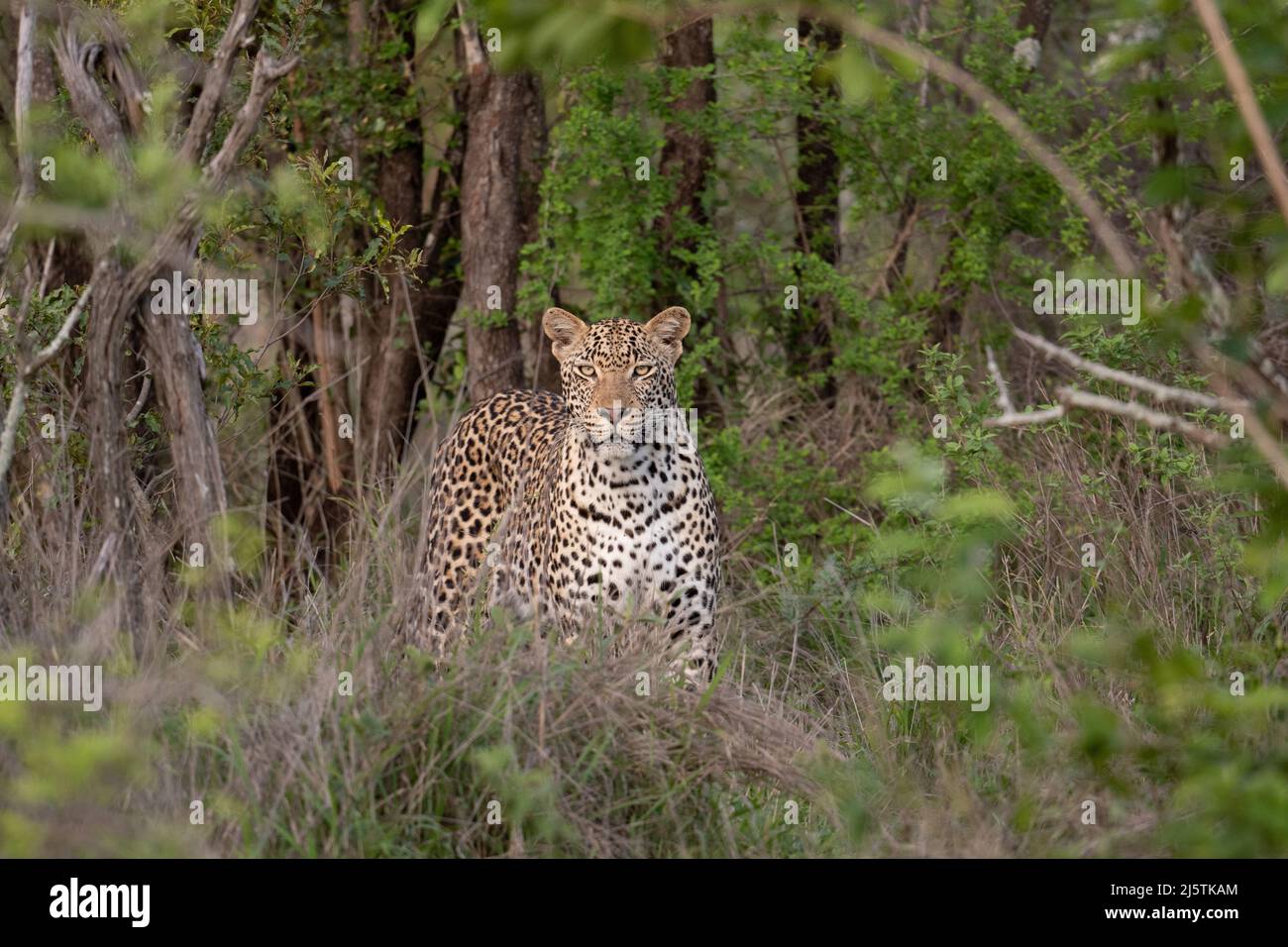 African leopard moving through the bush in South Africa Stock Photo - Alamy