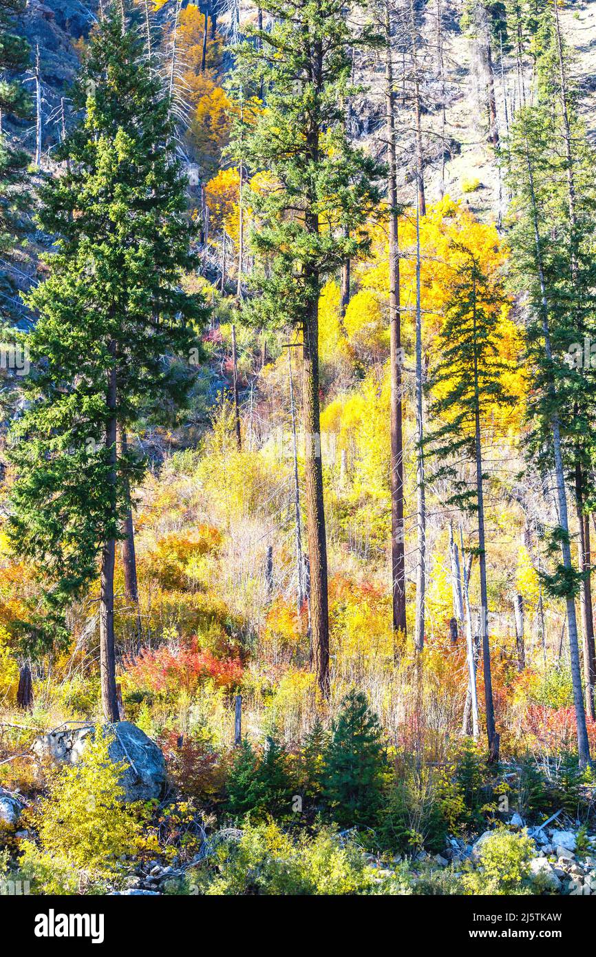 Autumn Yellow and Green Colors Stock Photo - Alamy