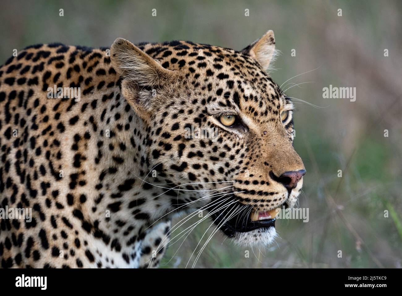 African leopard moving through the bush in South Africa Stock Photo - Alamy