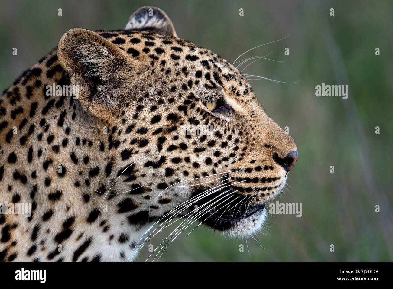 African leopard moving through the bush in South Africa Stock Photo - Alamy