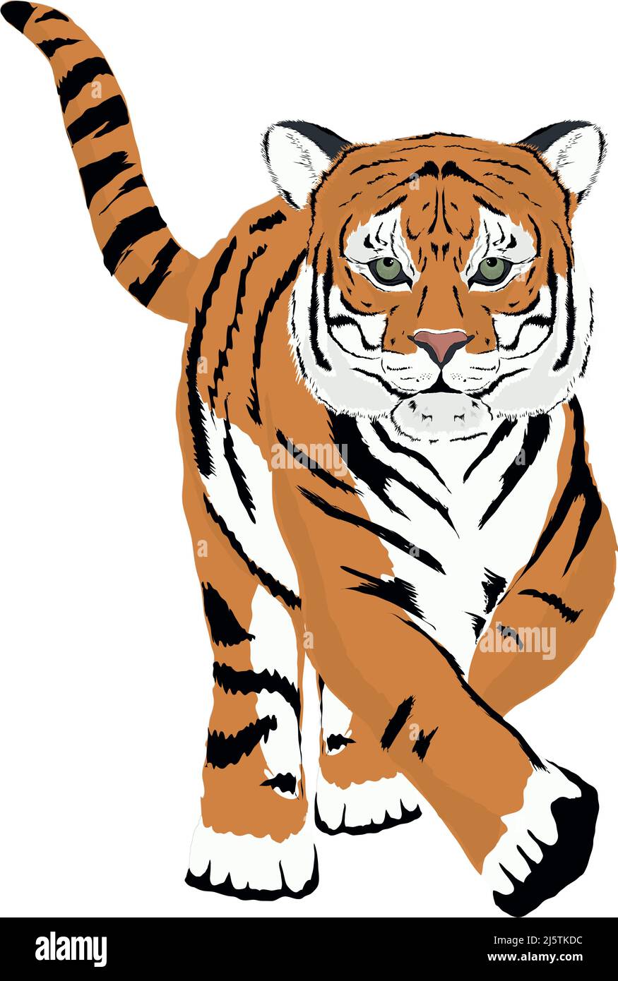 dangerous tiger animal Stock Vector Image & Art - Alamy
