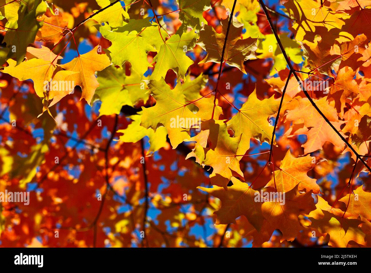 Maple leaf landscape hi-res stock photography and images - Alamy